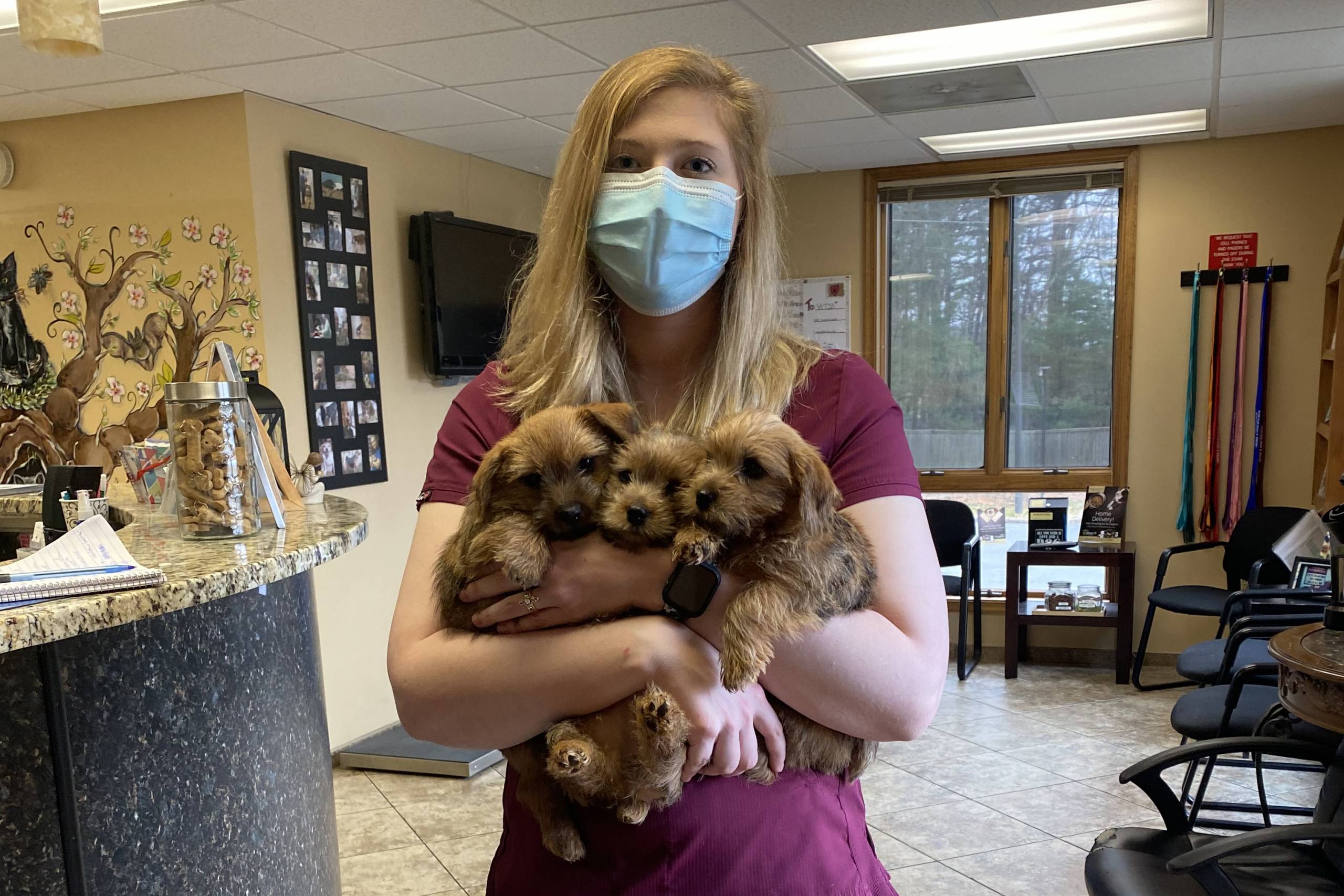 Navigating Mentorships And Internships For Veterinary Students 